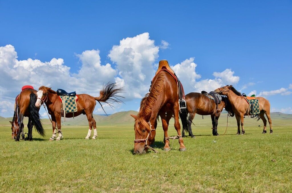 10 lucruri interesante despre Mongolia
